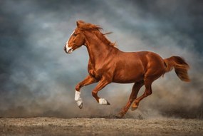 Postershop Plagát: Cválajúci hnedý kôň