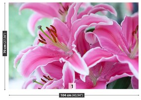 Fototapeta Růžová lilie 104x70