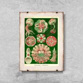 Retro plakát Medusa Ernst Haeckel
