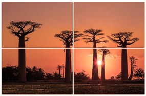 Obraz na plátně - Baobaby... 105FC (150x100 cm)