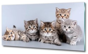 Wallmuralia Fotoobraz na skle Pět koček 100x50