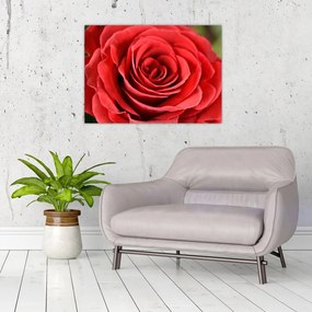 Skleněný obraz květu růže (70x50 cm)