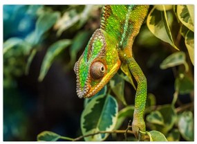 Obraz chameleona (70x50 cm)