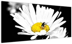 Včela na sedmikrásce - obraz (100x40cm)