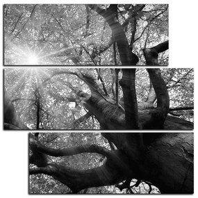 Obraz na plátně - Slunce přes větve stromu - čtverec 3240QD (75x75 cm)