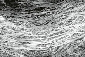 DIMEX | Samolepicí vliesová fototapeta na zeď Abstrakt seno II. MA-5-0382 | 375 x 250 cm | bílá, černá, šedá