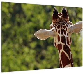 Skleněný obraz žirafy zezadu (70x50 cm)