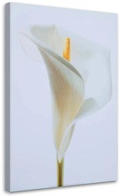 Obraz na plátně Květiny kaly Příroda - 40x60 cm