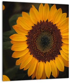 Obraz - Slunečnice a lístky květů (30x30 cm)
