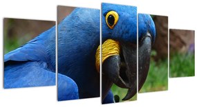 Obraz - papoušek
