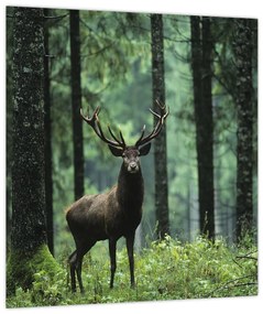 Obraz - Jelen v hlubokém lese (30x30 cm)