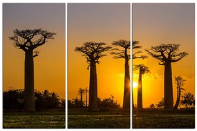 Slika na platnu - Baobabi  105B (120x80 cm)