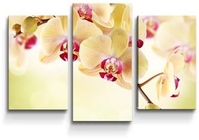 Sablio Obraz - 3-dílný Orchidej 2 - 75x50 cm