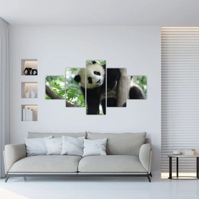 Obraz - Panda na stromě (125x70 cm)