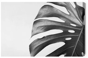 Obraz List Monstera V Černobílém Provedení Nedostatek Nedostatek Plátno Canvas 70x50