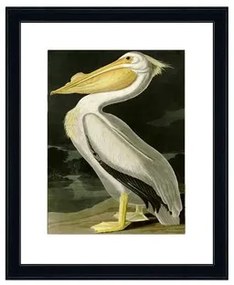 Obraz American White Pelican Kler Accessories