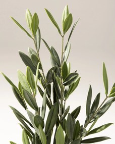 Olivovník Mini v květináči 50 cm
