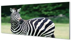akrylový obraz Zebra box 120x60 cm