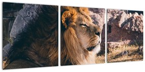 Obraz - ležící lev