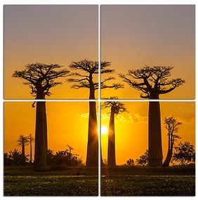 Obraz na plátně - Baobaby při západu slunce - čtverec 305D (100x100 cm)