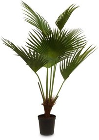 Vějířová palma