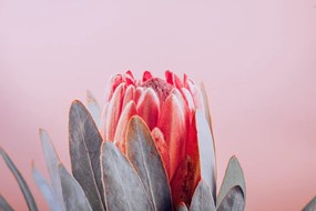 Vícedílný obraz Květina Královského Protea Zblízka Nedostatek Nedostatek Přírodní plátno 60x40