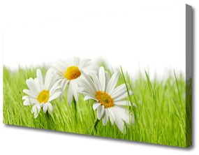 Obraz na plátně Sedmikráska Květiny Rostlina 140x70 cm