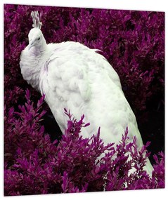 Obraz - Bílý páv (30x30 cm)