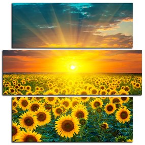 Obraz na plátně - Slunečnicová pole při západu slunce - čtverec 3199D (105x105 cm)