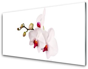 Obraz na skle Květiny Příroda Orchidej 100x50 cm