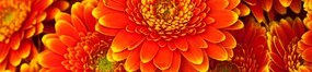 Samolepicí fototapeta na kuchyňskou linku Gerbera KI260-059 / Fototapety do kuchyně Dimex (260 x 60 cm)