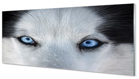 akrylový obraz wolf Eyes 120x60 cm