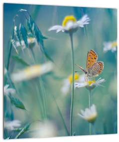 Obraz - Motýl na sedmikrásce (30x30 cm)