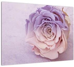 Obraz detailu květu růže (70x50 cm)