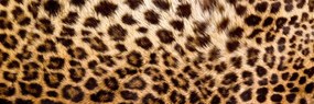 Fototapeta na linku Leopard 180 x 60 cm | KI180-069