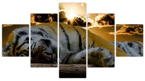 Obraz spícího tygra (125x70 cm)