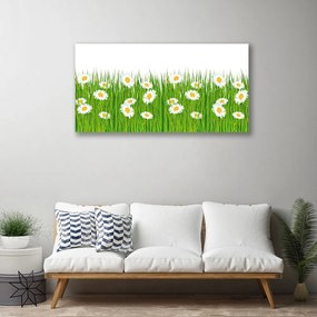 Obraz na plátně Tráva Sedmikrásky Příroda 120x60 cm