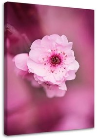 Obraz na plátně Cherry Blossom Pink Nature - 60x90 cm