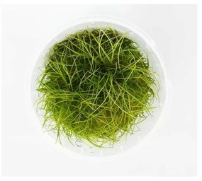 Eleocharis parvula in vitro