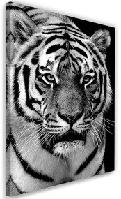 Obraz na plátně Tiger Africa Black and White - 40x60 cm