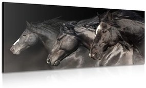 Obraz tři cválající koně Varianta: 120x60