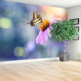 Fototapeta Echinacea Butterfly