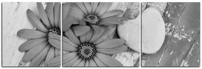 Obraz na plátně - Květy a kamenné srdce - panoráma 583QC (120x40 cm)