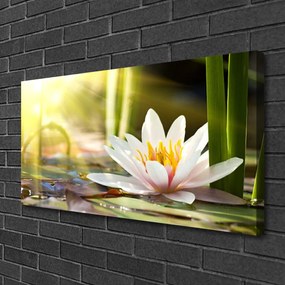 Obraz na plátně Květ Vodní Lilie 140x70 cm