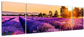 Obraz levandulového pole, Provence (170x50 cm)