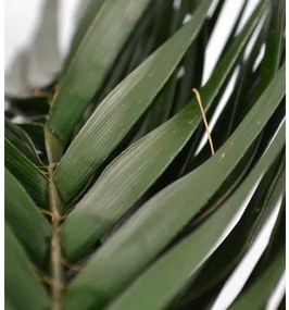 Listy palmy Phoenix 100 - 120 cm