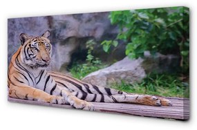Obrazy na plátně Tiger v zoo 140x70 cm