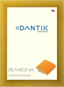 DANTIK rámeček 29,7x42 | LEDVINKA žlutá (Plexi Čiré)