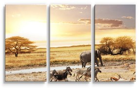 Sablio Obraz - 3-dílný Safari - 120x80 cm