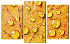 Vícedílný obraz Kapky Vody Na Podzimní Listí Makro Nedostatek Nedostatek Plátno Canvas 60x40